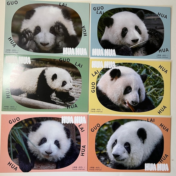 Accessories | Giant Panda Postcards Of Hua Hua By Chinas Famous Panda ...